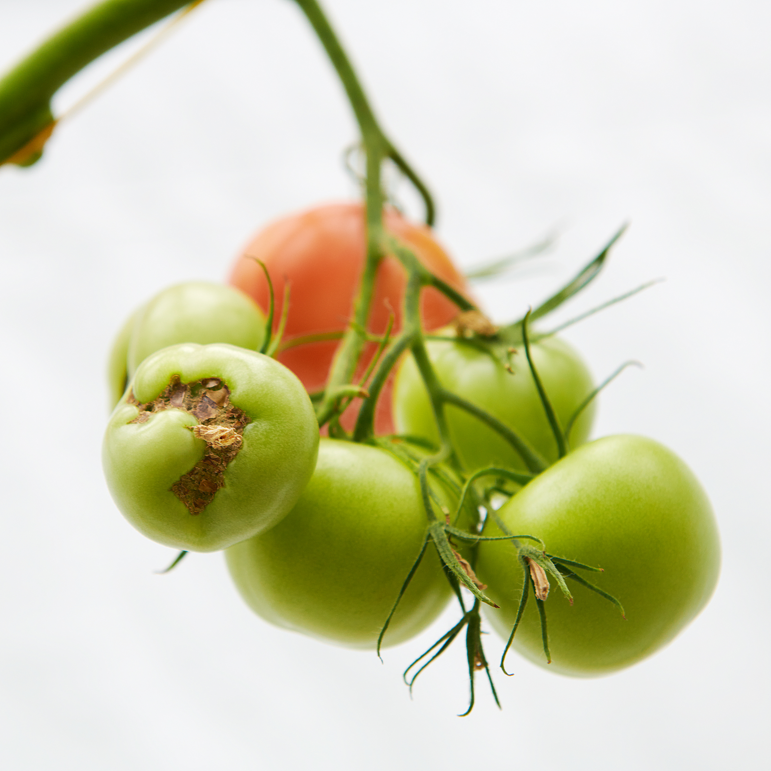 Symptoms - Valto B.V.